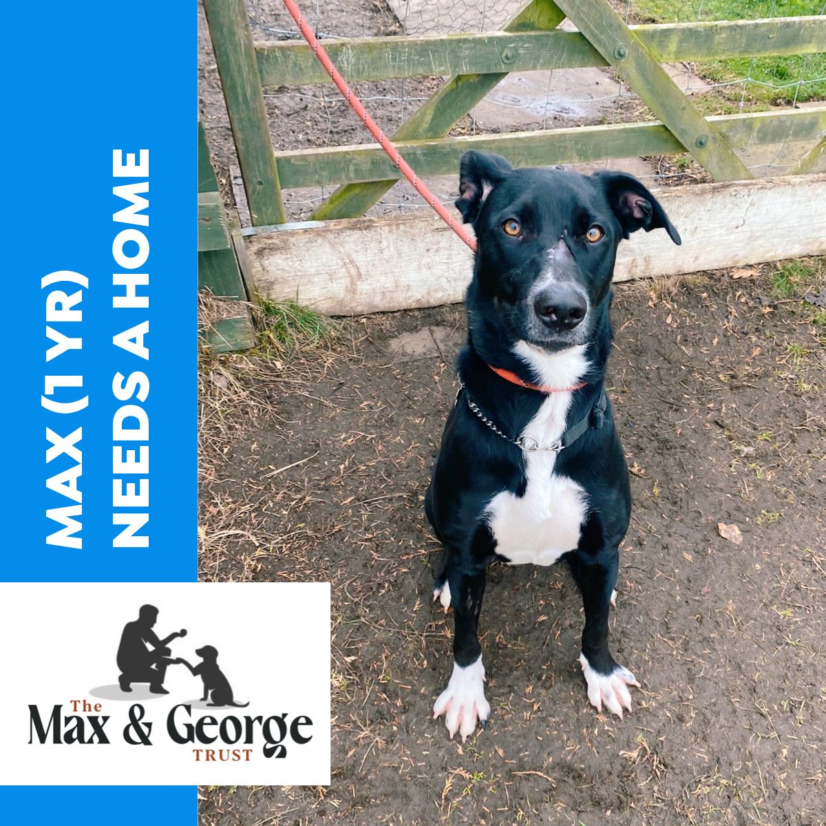 DOGS AVAILABLE - Max & George Trust